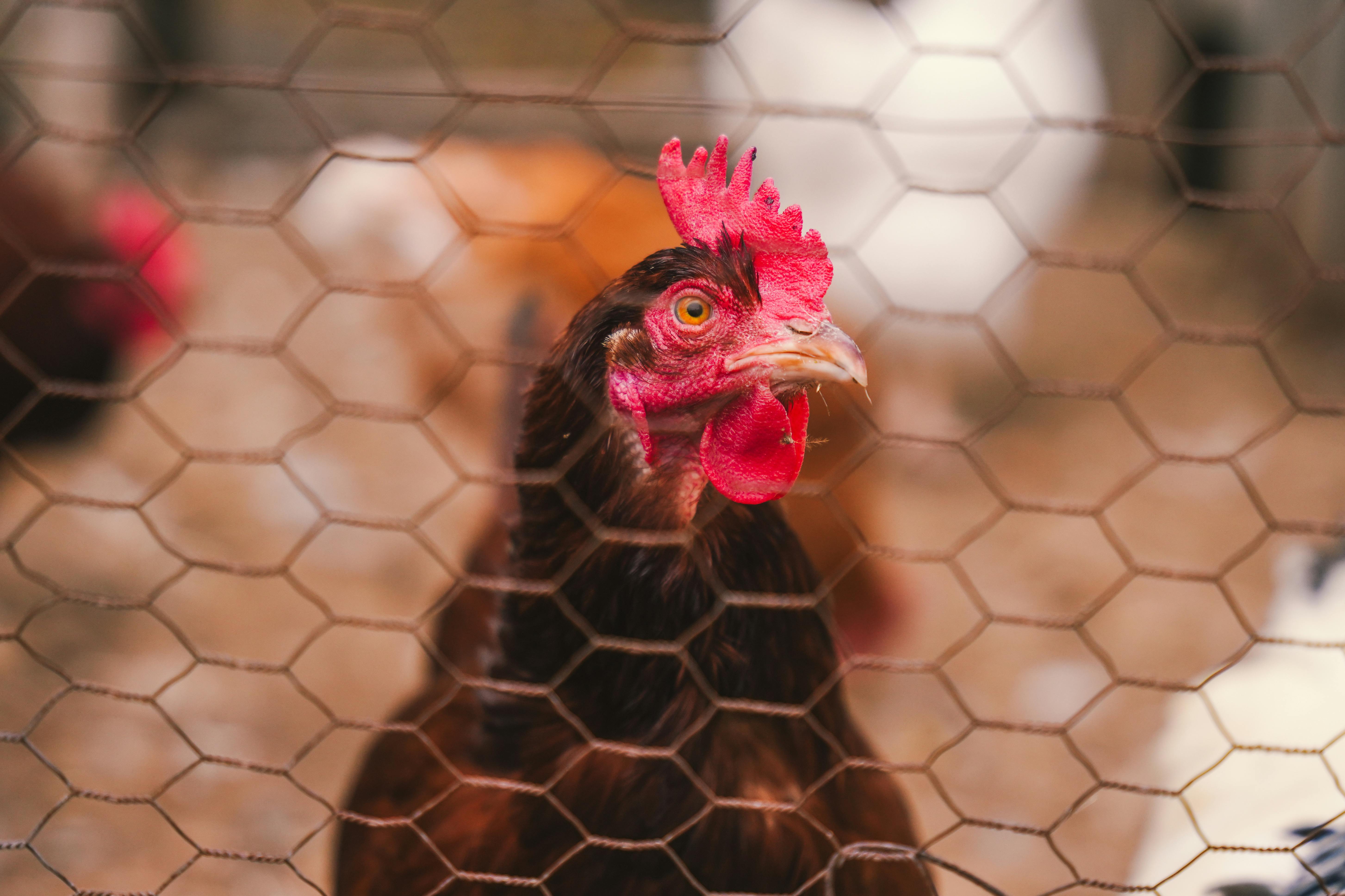 Do Backyard Chickens Cause Problems? What the Data Shows