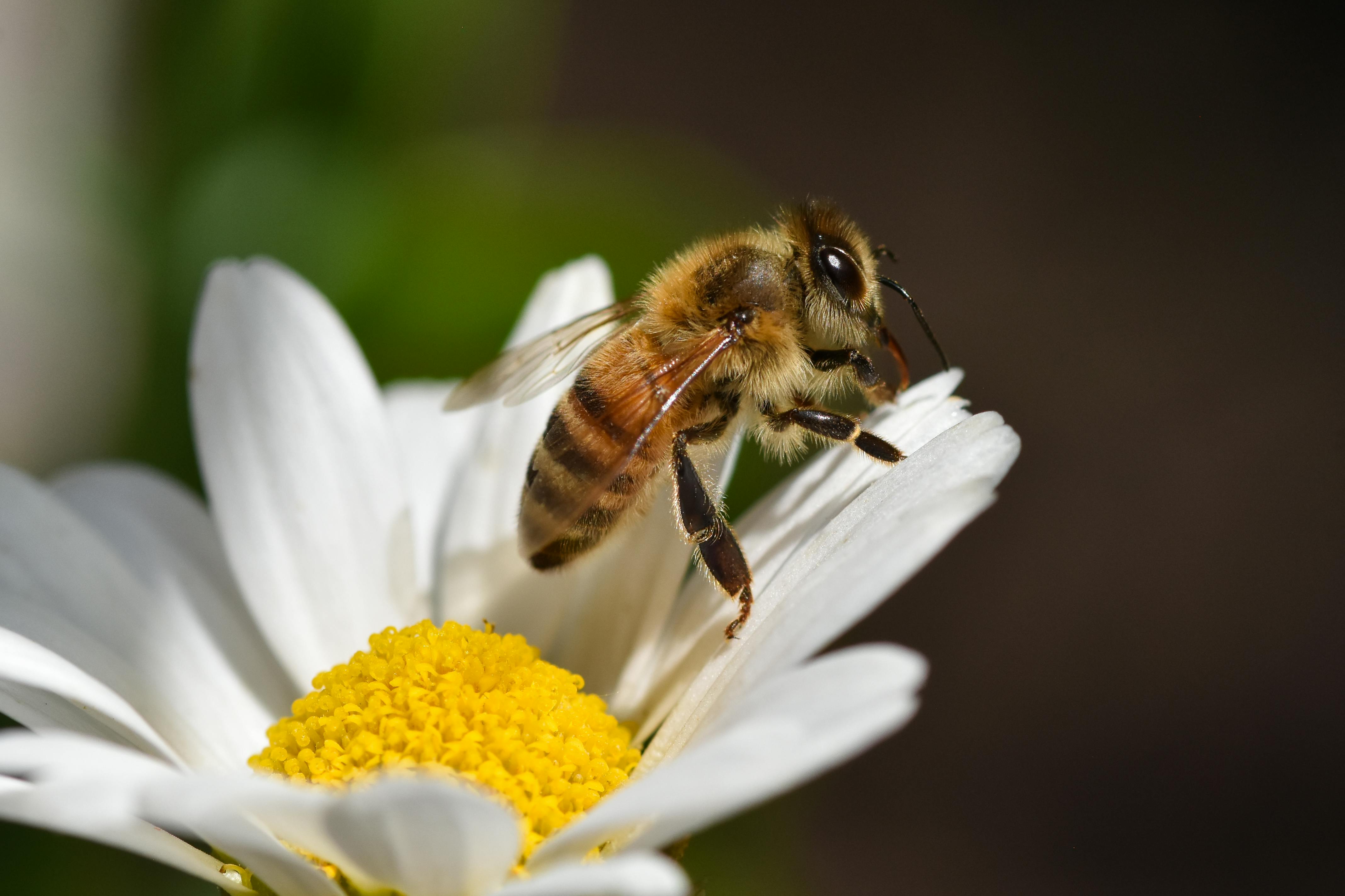 Creating a Pollinator-Friendly Garden in Texas